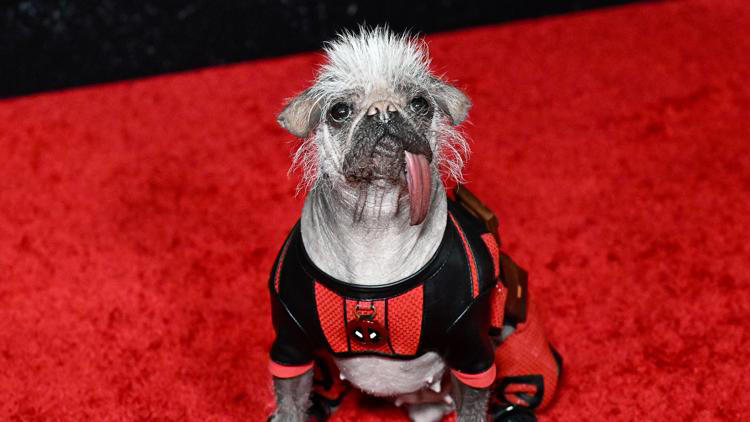 'Deadpool' dog is coming to Denver