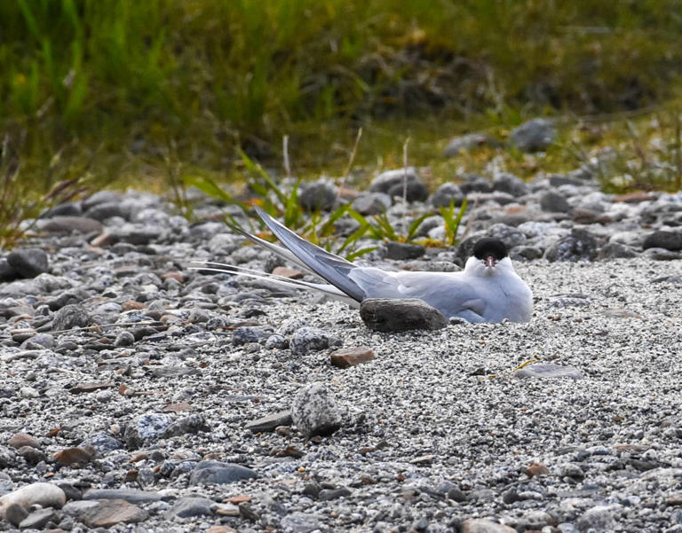 Arctic terns return to their protected nests in Juneau