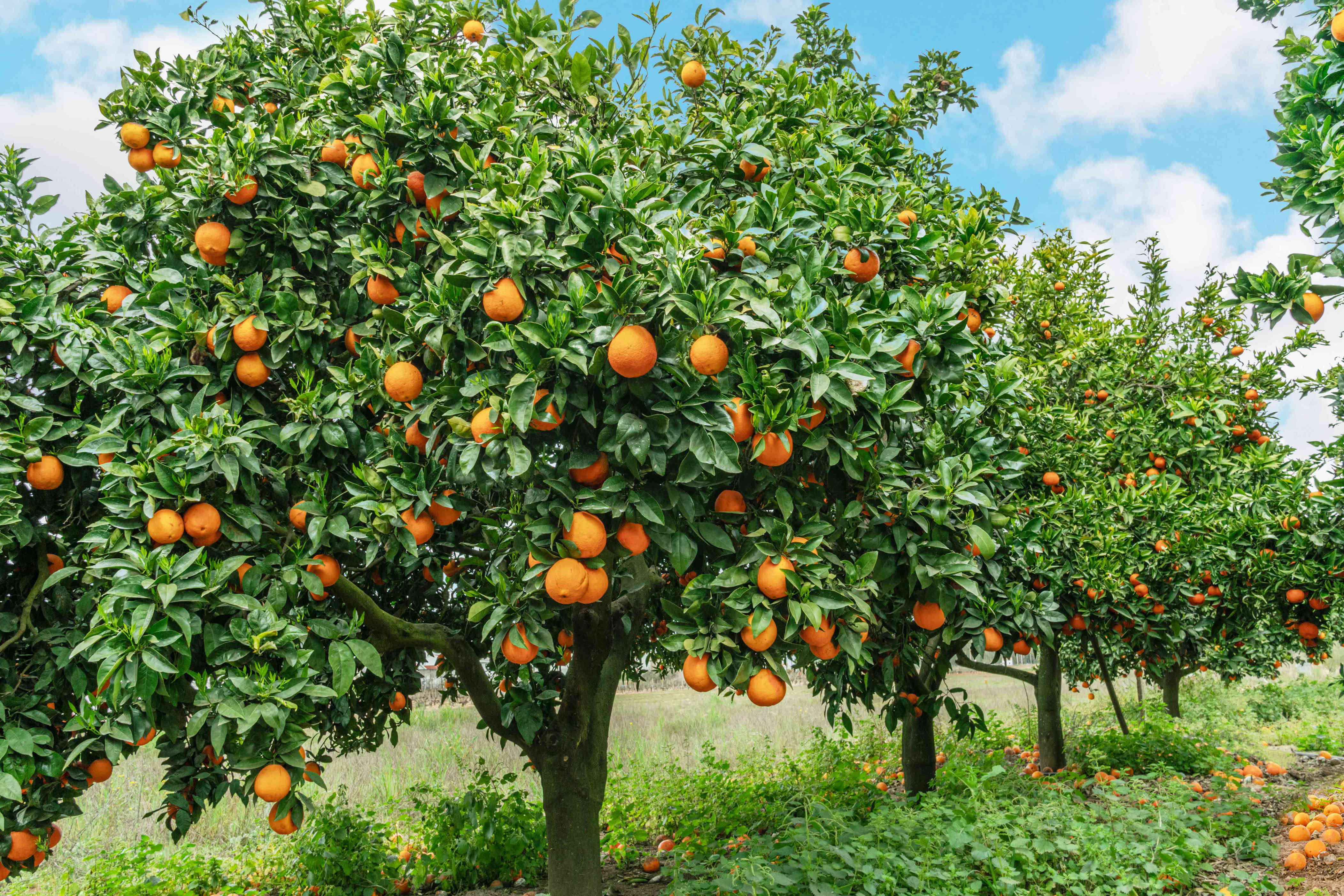 How often to water fruit trees for bigger, more delicious harvests ...