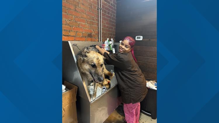 Free dog grooming event in Winston-Salem aims to boost pet health for ...