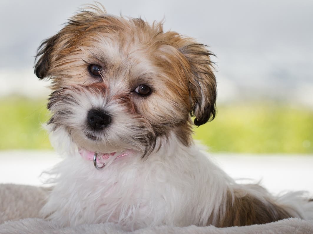 Parvo, Pneumovirus Outbreak Forces Quarantine Of Douglasville Shelter