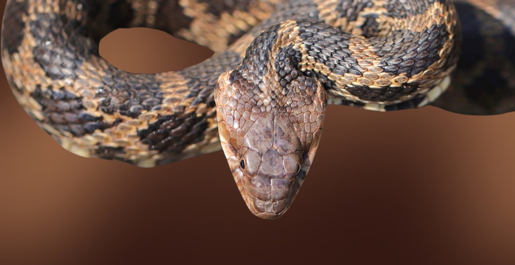 Cyclist Tries To Save Venomous Snake From Being Ran Over, Gets Bit And ...