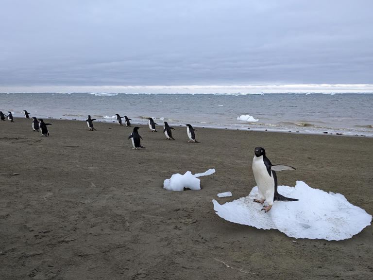Penguin poop may alter the atmosphere and fight climate change