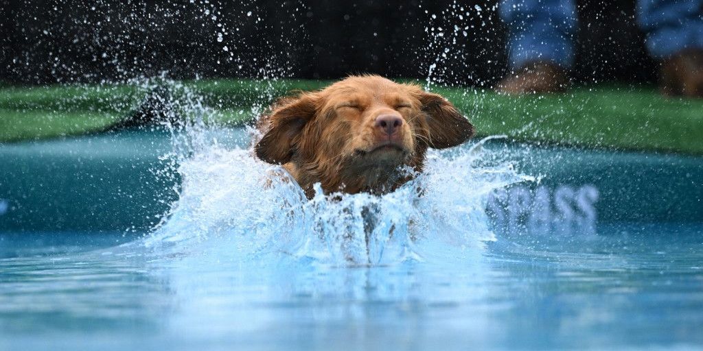Ice Bucket challenge version animaux : la nouvelle tendance Tiktok ...