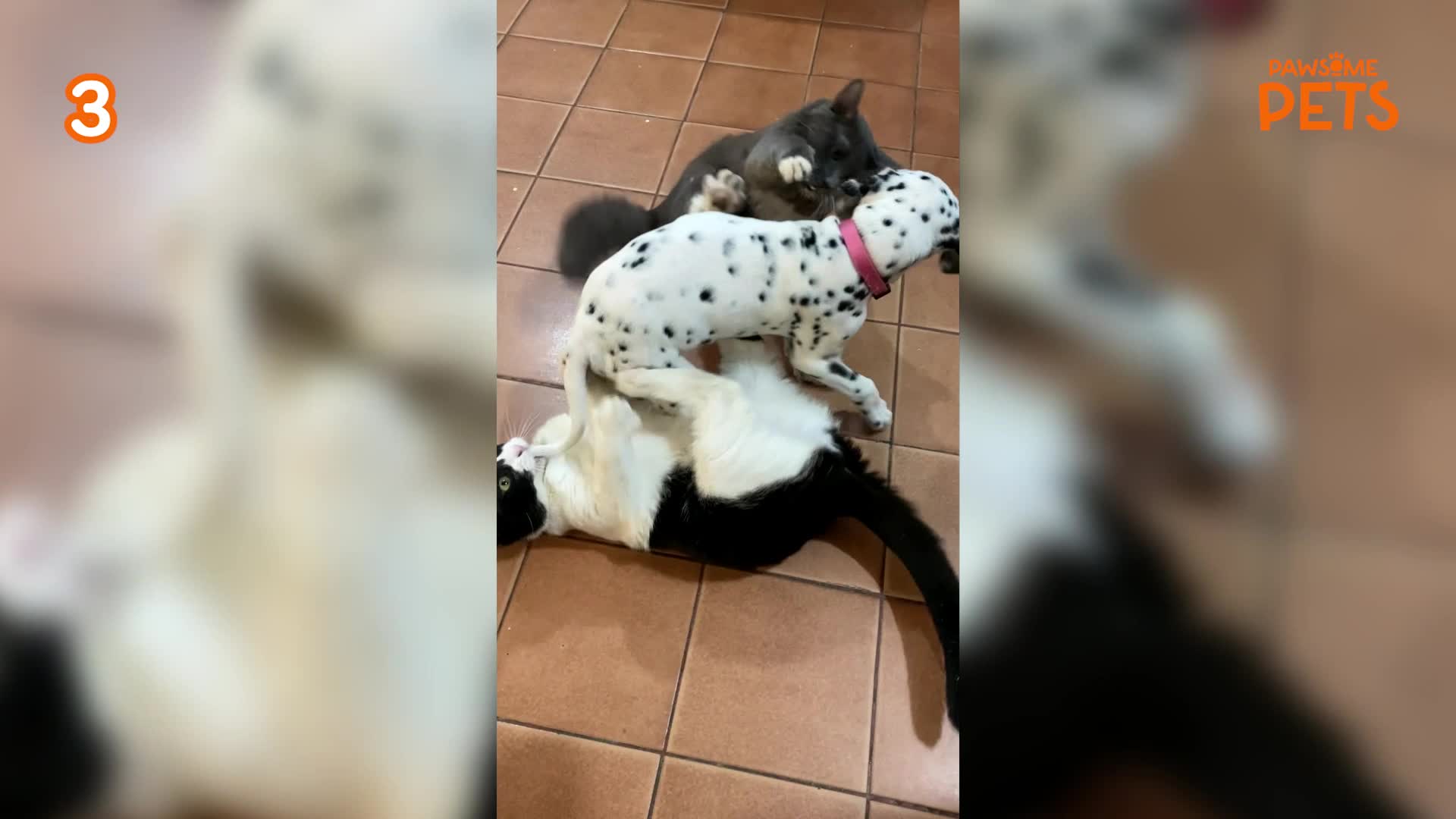 Top 5 Chaotic Animal Moments Caught on Camera