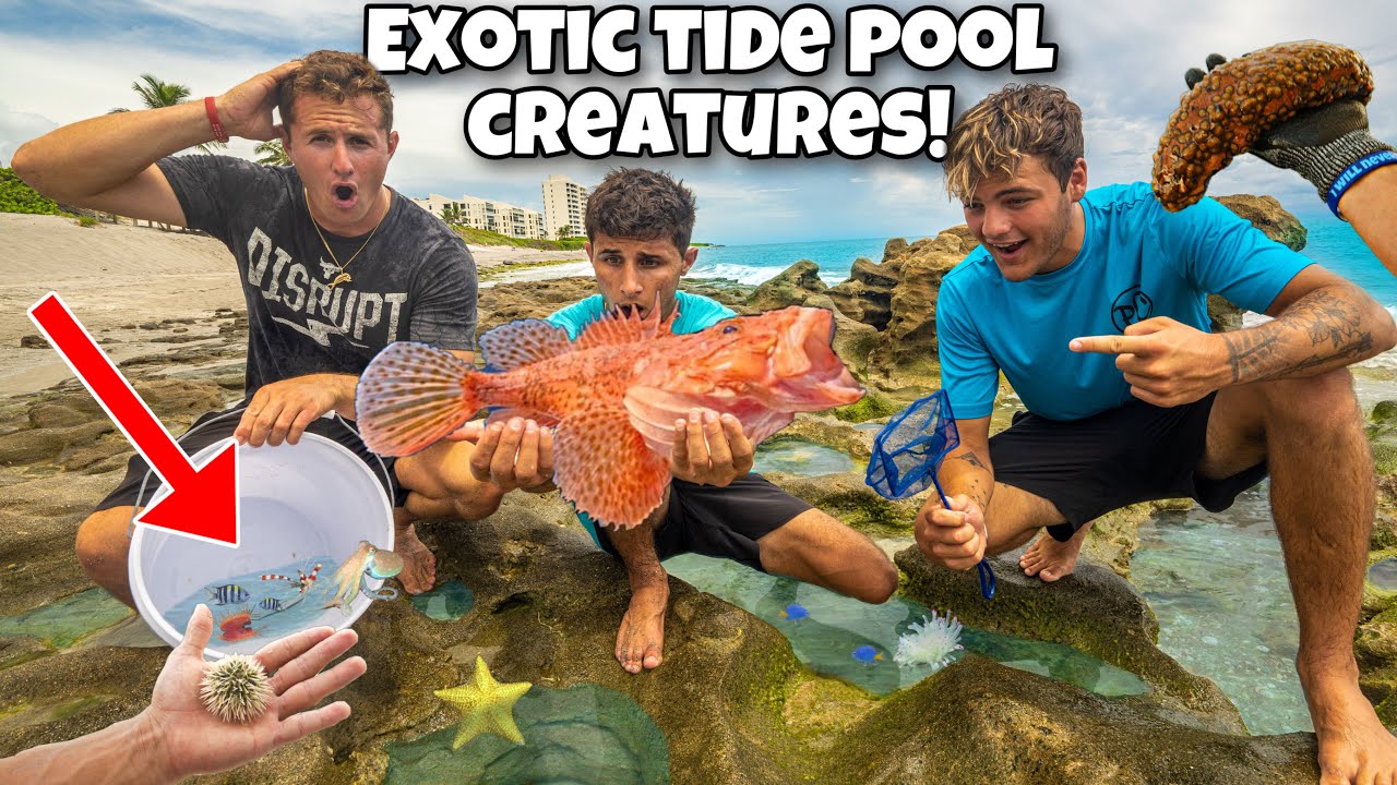 Catching EXOTIC Creatures Out Of TIDE POOLS For My AQUARIUM!! *Deadly ...