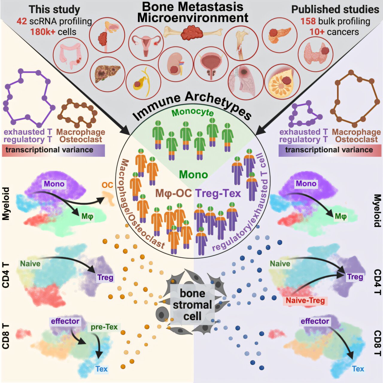 Single-cell RNA sequencing of bone metastases from multiple cancer ...