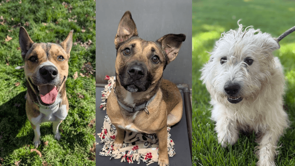 HURRY: Free pet adoptions ending at Selma Animal Services