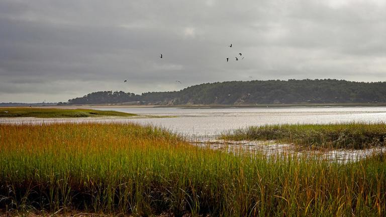 Cape Cod's Unmatched Wildlife Sanctuary Boasts Beaches, Woodlands ...