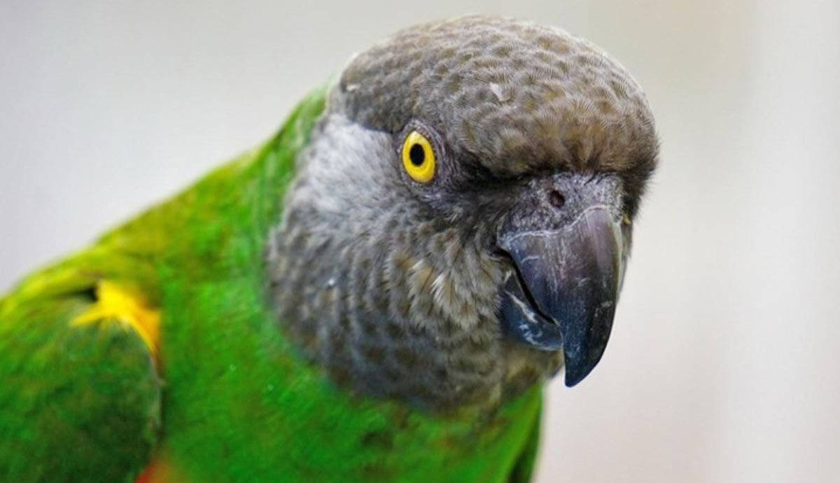 Do Senegal Parrots Make Good Pets for Beginner Birdkeepers?