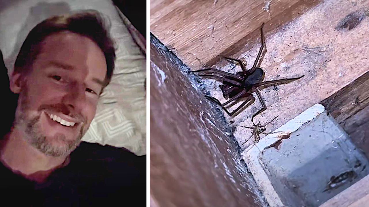 Terrified scientist finds flesh-rotting spiders in rented room in Brazil