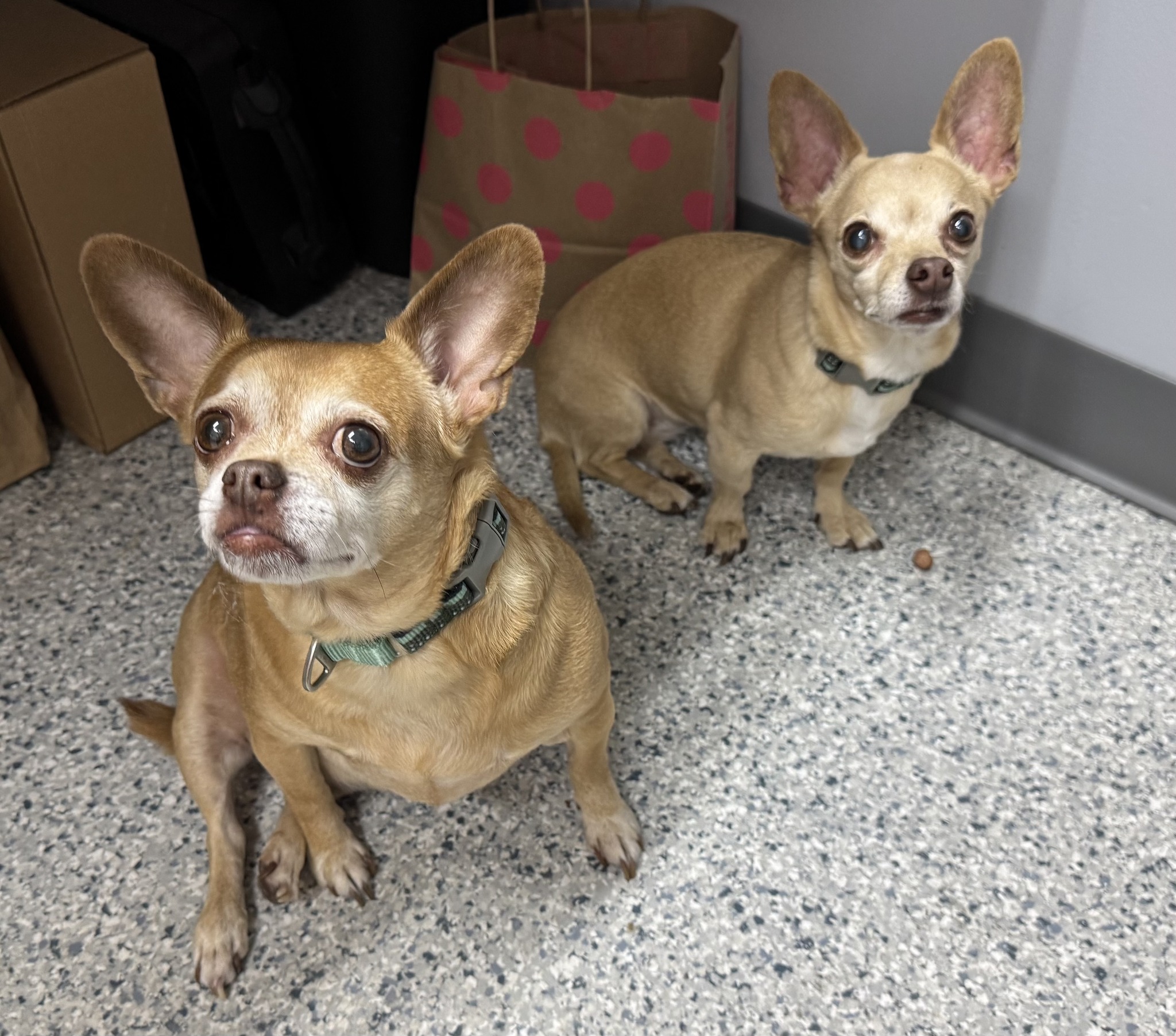 Local Shelter Introduces "The Most Adorable Little Gremlins" Looking ...