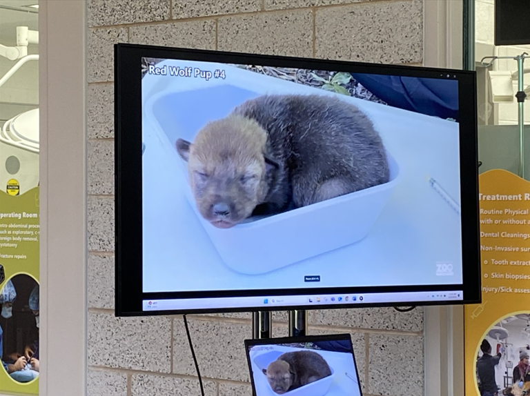 Rosamond Gifford Zoo welcomes Red Wolf pups, Humboldt penguin chicks