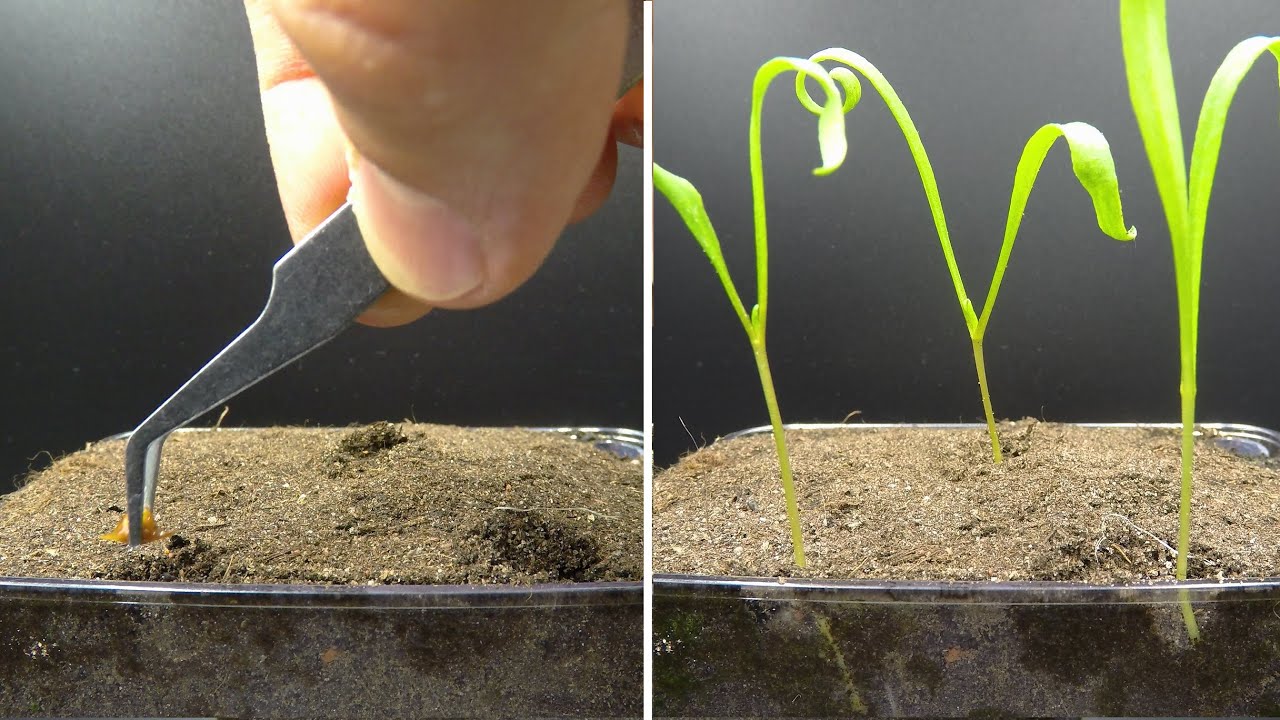 Growing Spinach Time Lapse