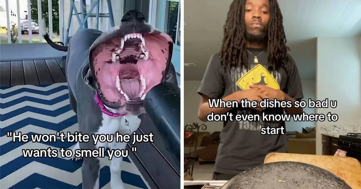 35 Funny Tiktok Screenshots Showcasing The App's True Chaotic Nature ...