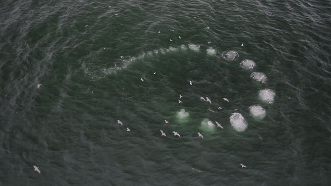 Pod of Humpback Whales Create Amazing 'Bubble Net' to Corral Fish Feast