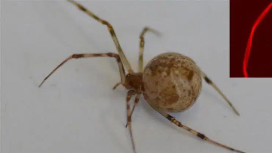This Genetically-Engineered Spider Shoots Red Fluorescent Silk