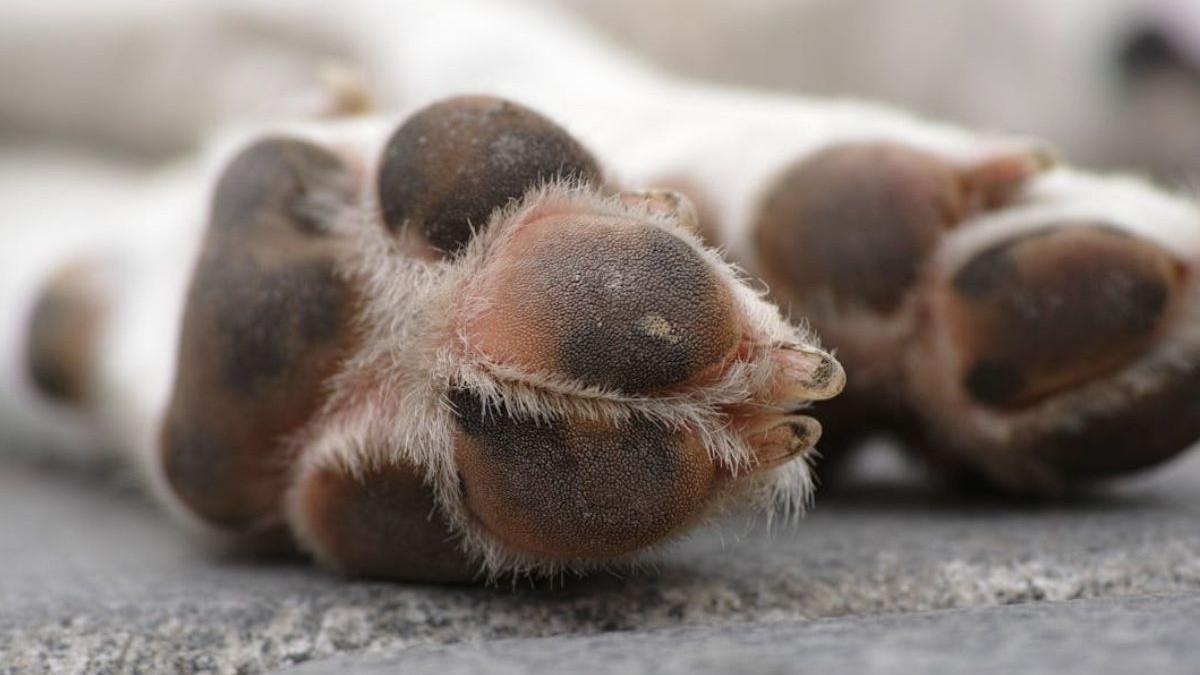 How to Keep Your Dog's Paws Safe During the Hot Season