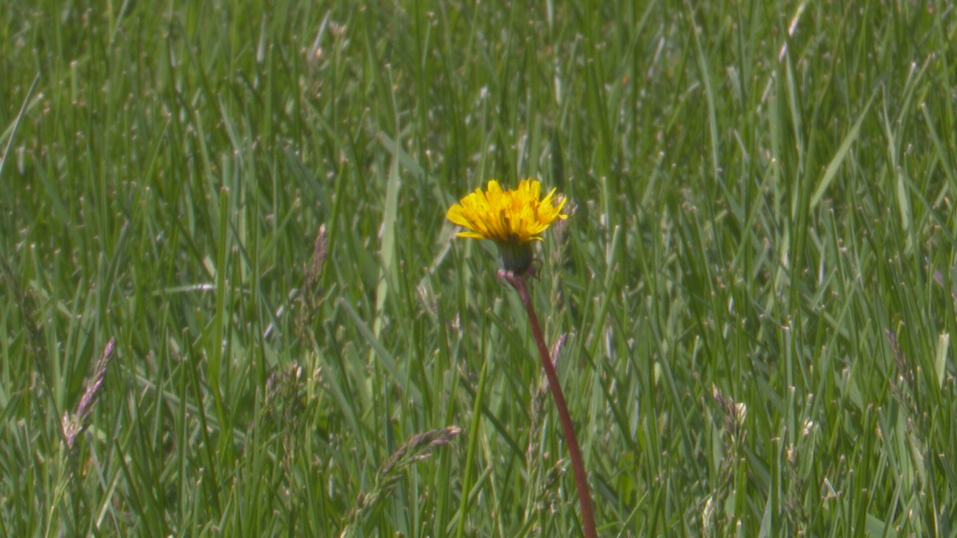 SAFETY DESK: Expert shares tips to try during pollen season