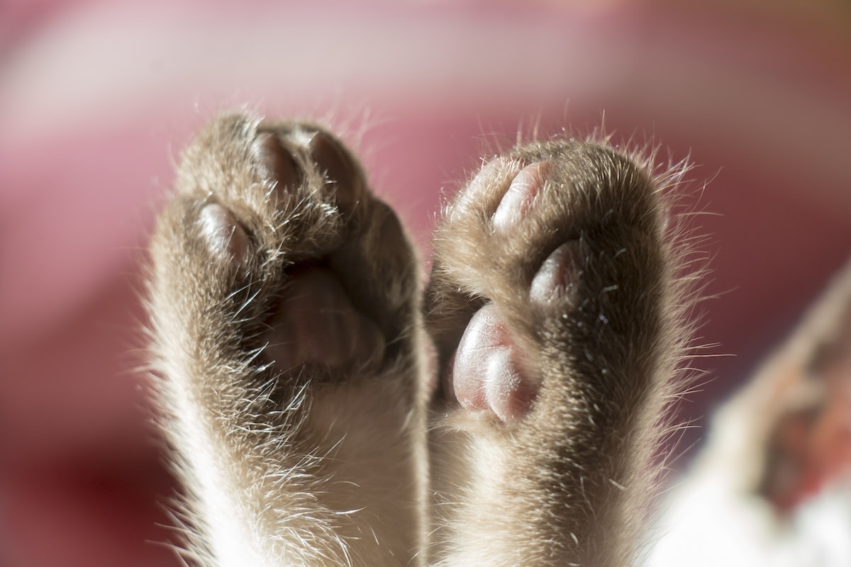 Ultra-Rare ‘Blue Tortie’ Maine Coon Looks Like the Night Sky