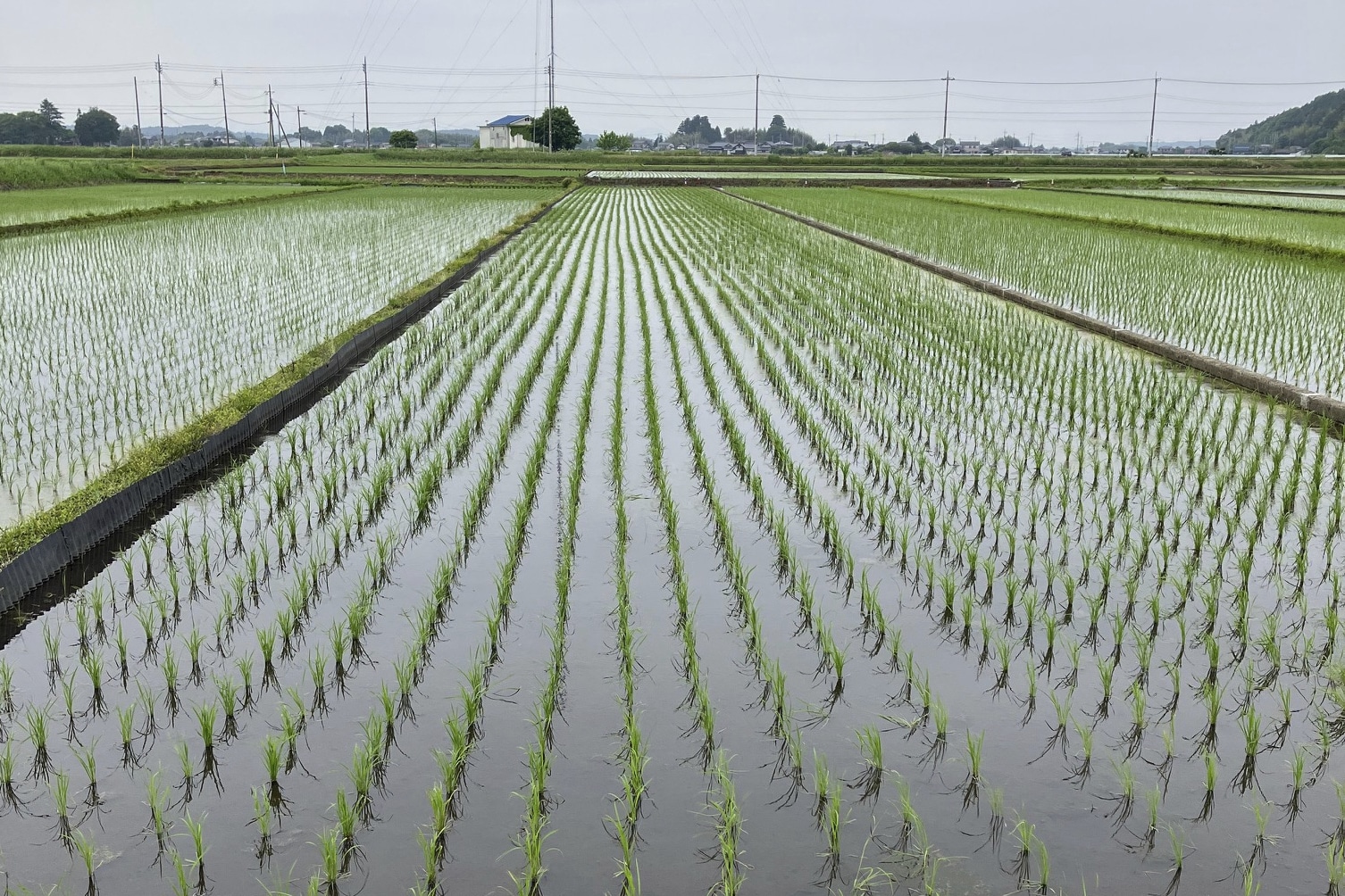 How did Japan’s rice crisis get this far?