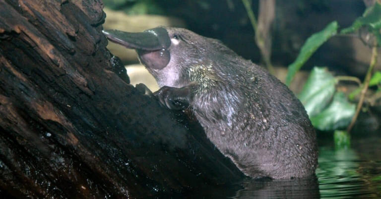 Baby Platypus: 5 Astonishing Platypus Puggle Facts and 5 Cute Pictures