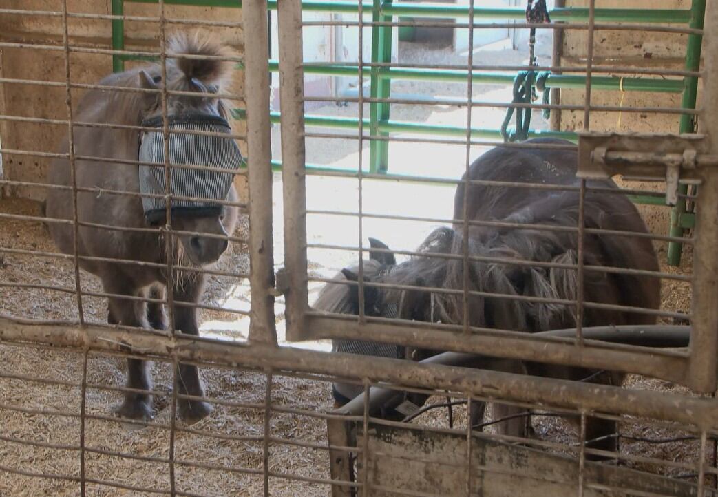 Pima County stable takes in ponies amid evacuations for Cody Fire