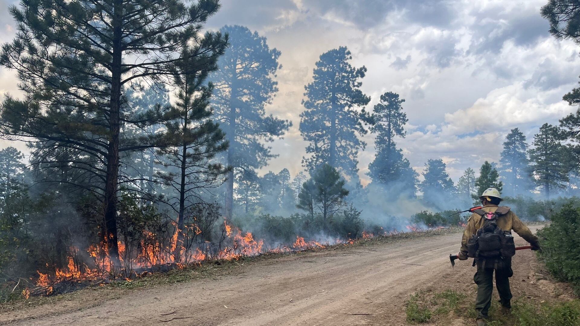 Montrose County man pleads guilty to starting Bucktail Fire