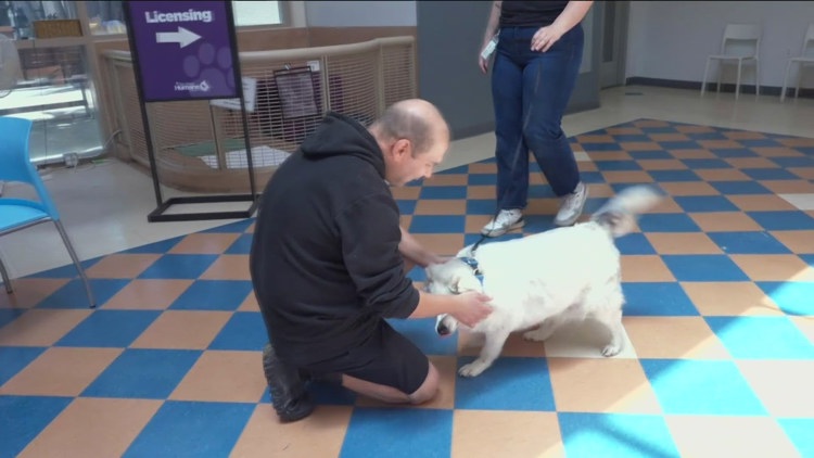 Pets begin reuniting with owners following San Diego plane crash rescue