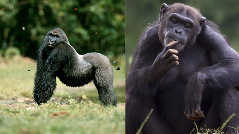Gorilla vs. Chimpanzee: What is different in similar-looking wild beasts
