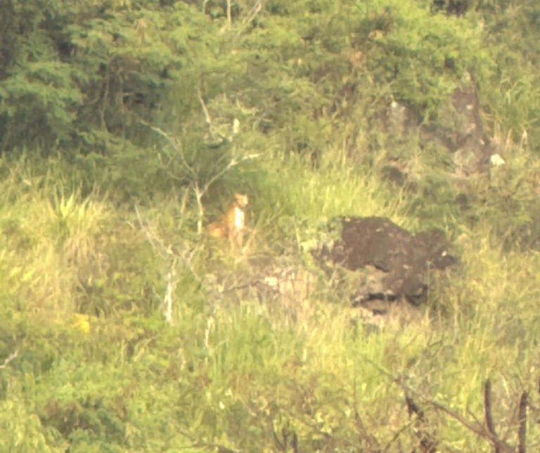 Residents try to catch glimpse of mystery animal at UH Manoa