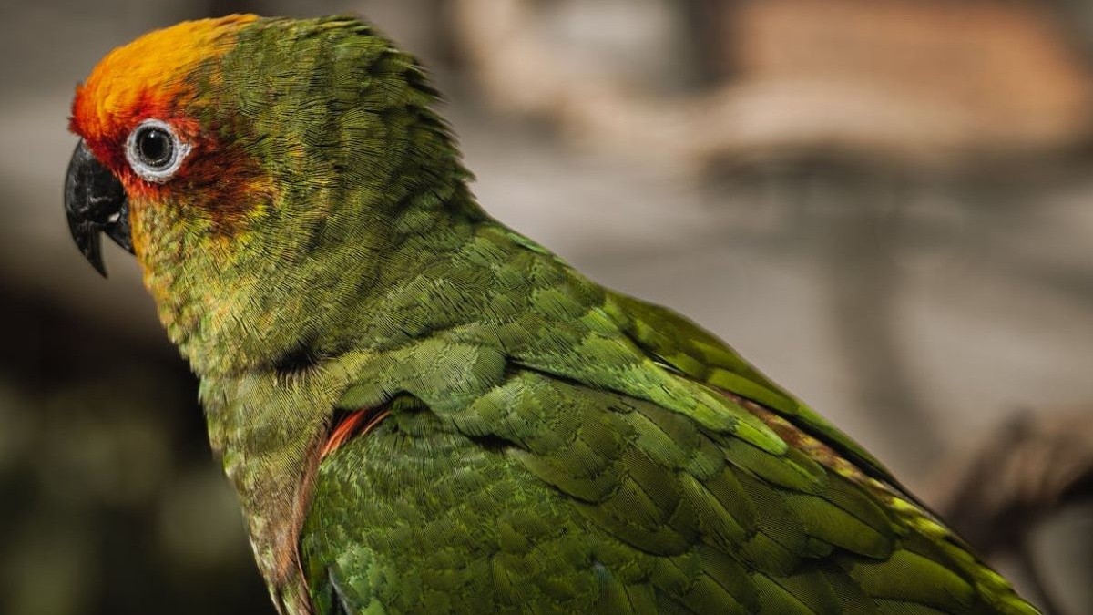 Common Diseases in Budgies: Causes, Symptoms, and How They Spread