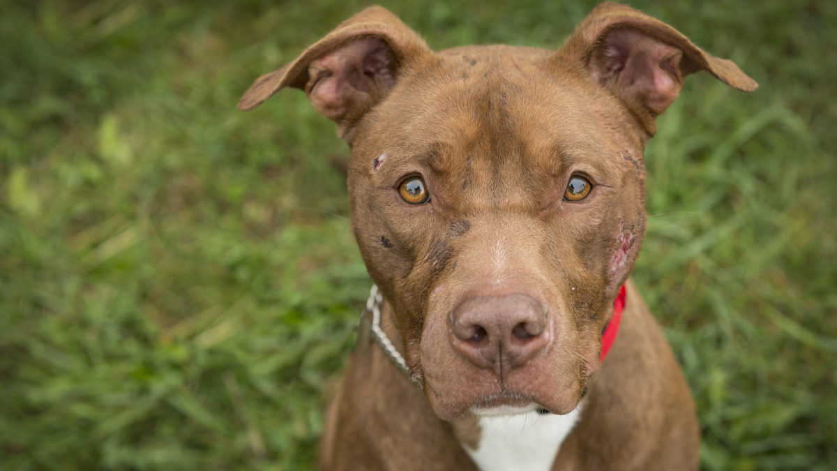 Pit Bull Gets So Annoyed After Dad Hilariously ‘Rage Baits’ Him
