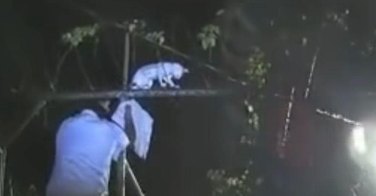 Drugs Meow! Heroin-Smuggling Cat Snared Sneaking Into Prison