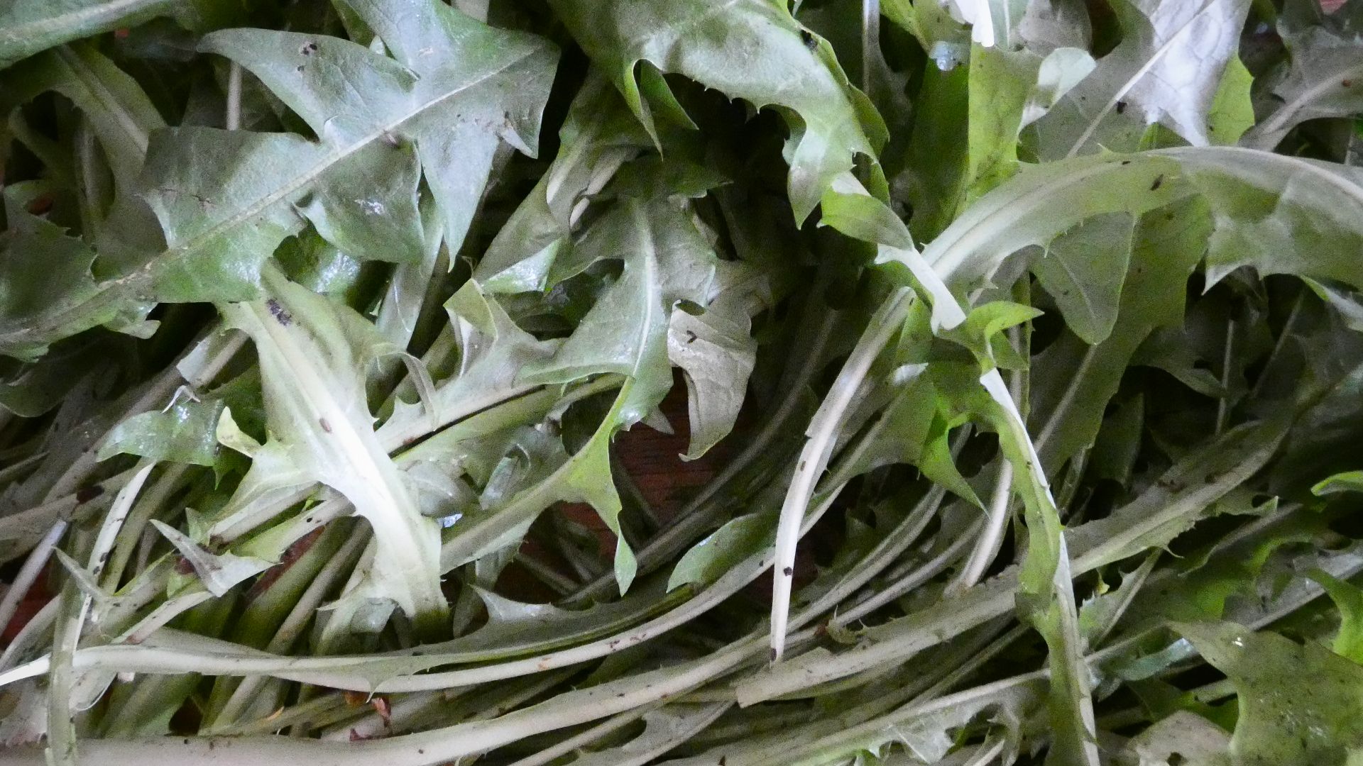 Les 20 aliments les plus amers de la planète