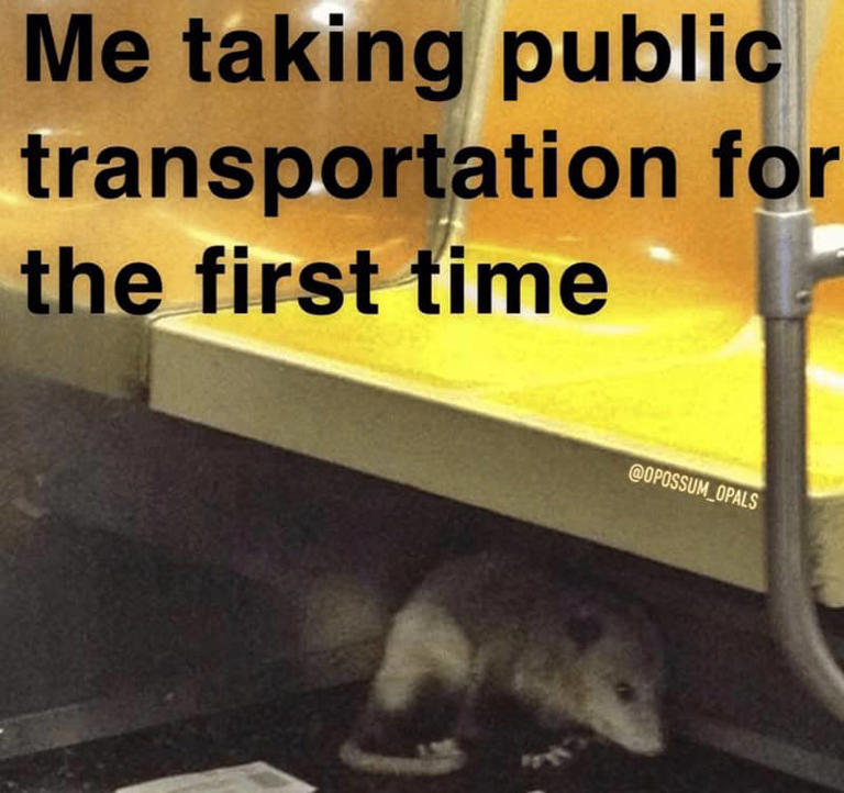 20 Funny Public Transportation Memes That Perfectly Capture the Chaos ...