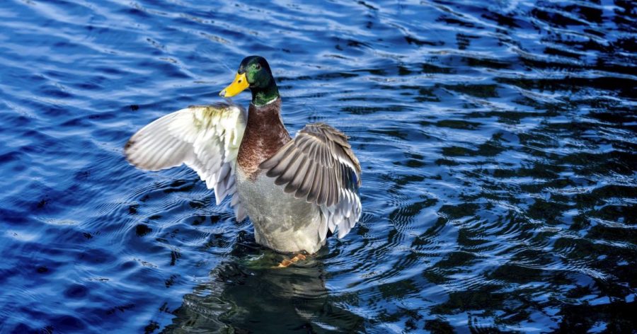 About 200 bird flu cases confirmed in Virginia