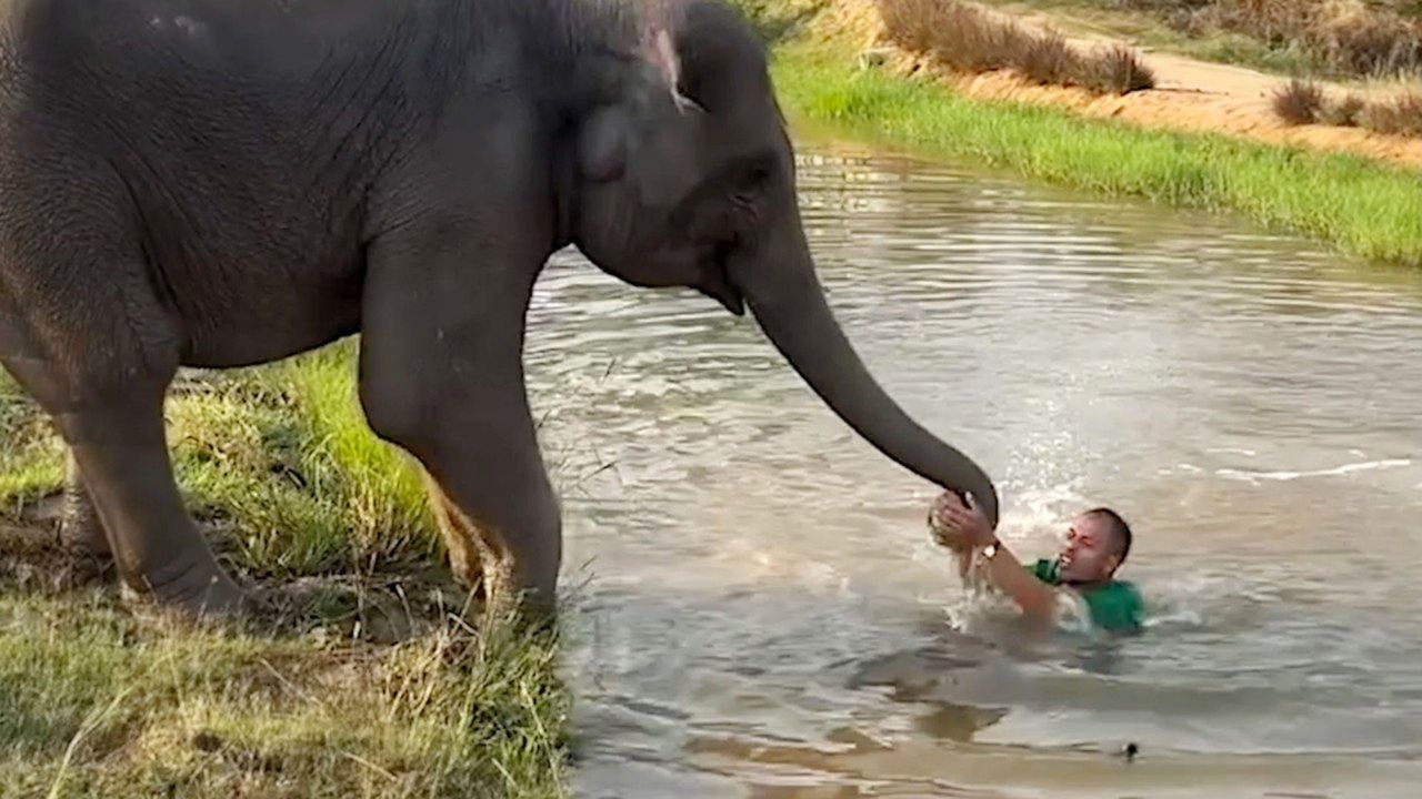 Loyal jumbo! Elephant rushes to save owner 'drowning' in pond