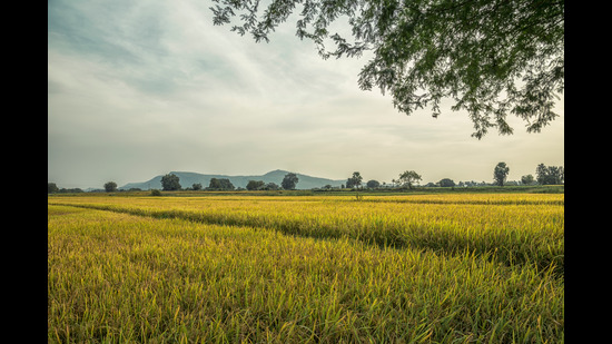 Review: The Fertile Earth by Ruthvika Rao