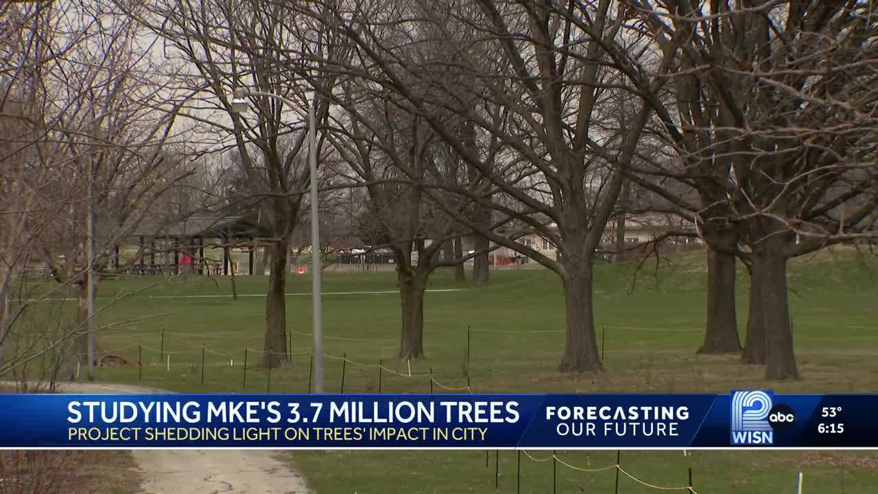 New research on Milwaukee's urban forest shows city has about 3.7 ...