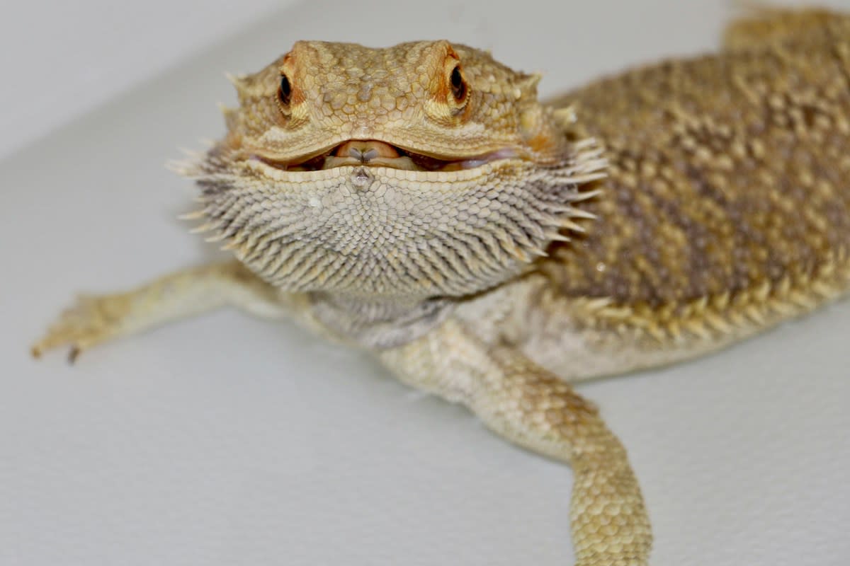 Heroic Bearded Dragon Saves the Day By Waking Up His Owner When a Fire ...