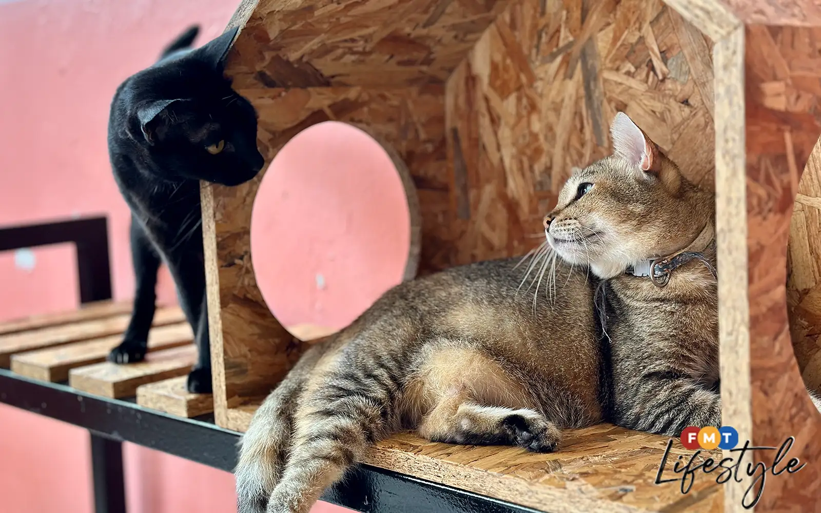 New research pinpoints milestone in history of cat domestication