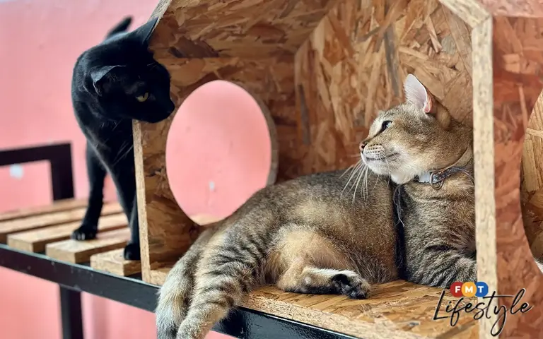 New research pinpoints milestone in history of cat domestication