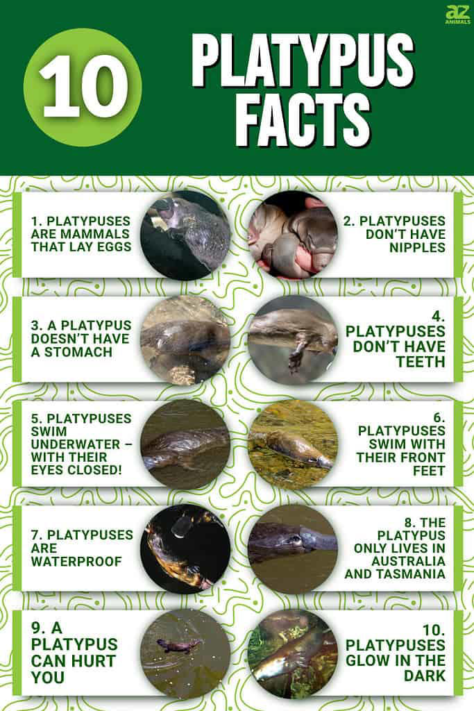 10 Interesting Facts About Platypuses