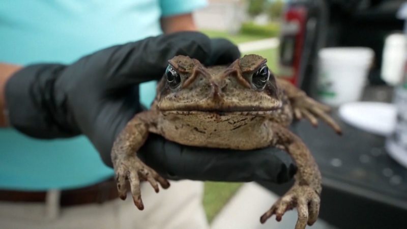 Cane Toads: a toxic threat to man’s best friend