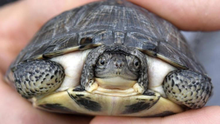 On World Turtle Day, Nahant Marsh fights to save a smiling species