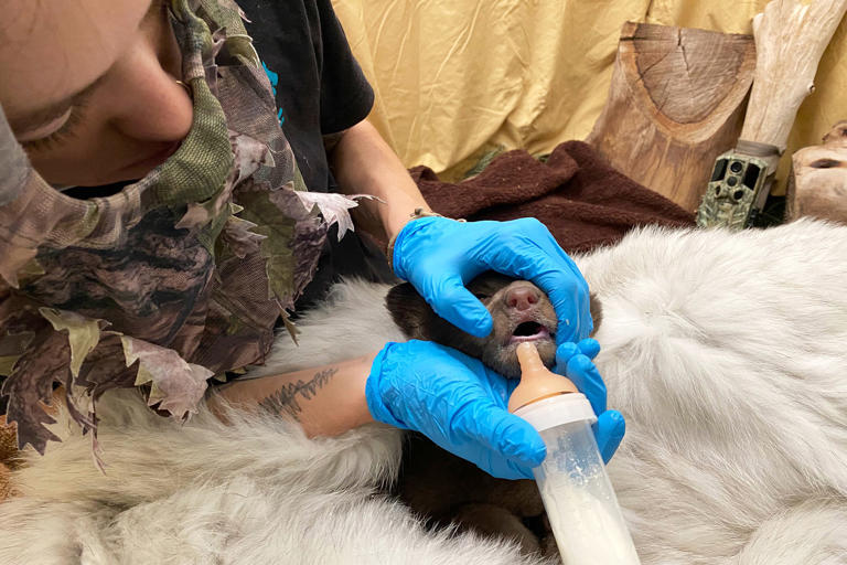 San Diego Humane Society employees dress up in bear costumes to care ...