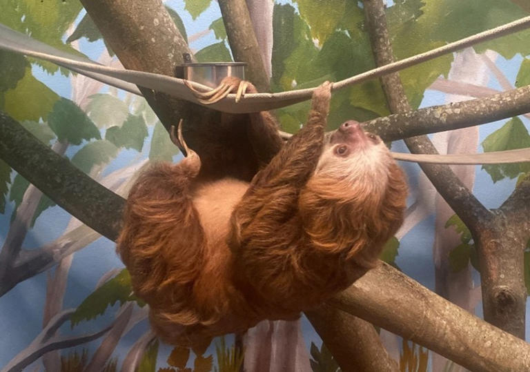 Two-toed sloth Reynardo back on view at the Birmingham Zoo after 3 ...