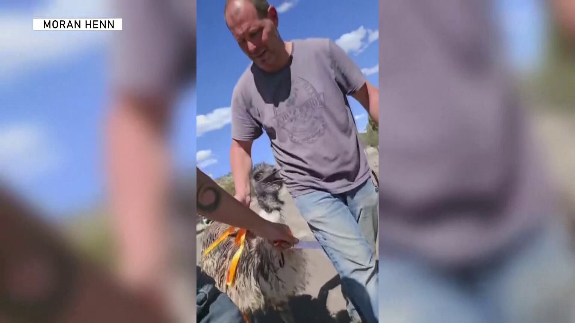 Emus escape from transport trailer prompting rescue, relocation in ...