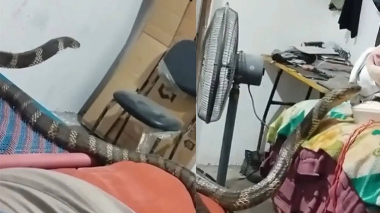 'He Was Brave Until King Cobra Looked Into His Soul': Man Lies Next To ...